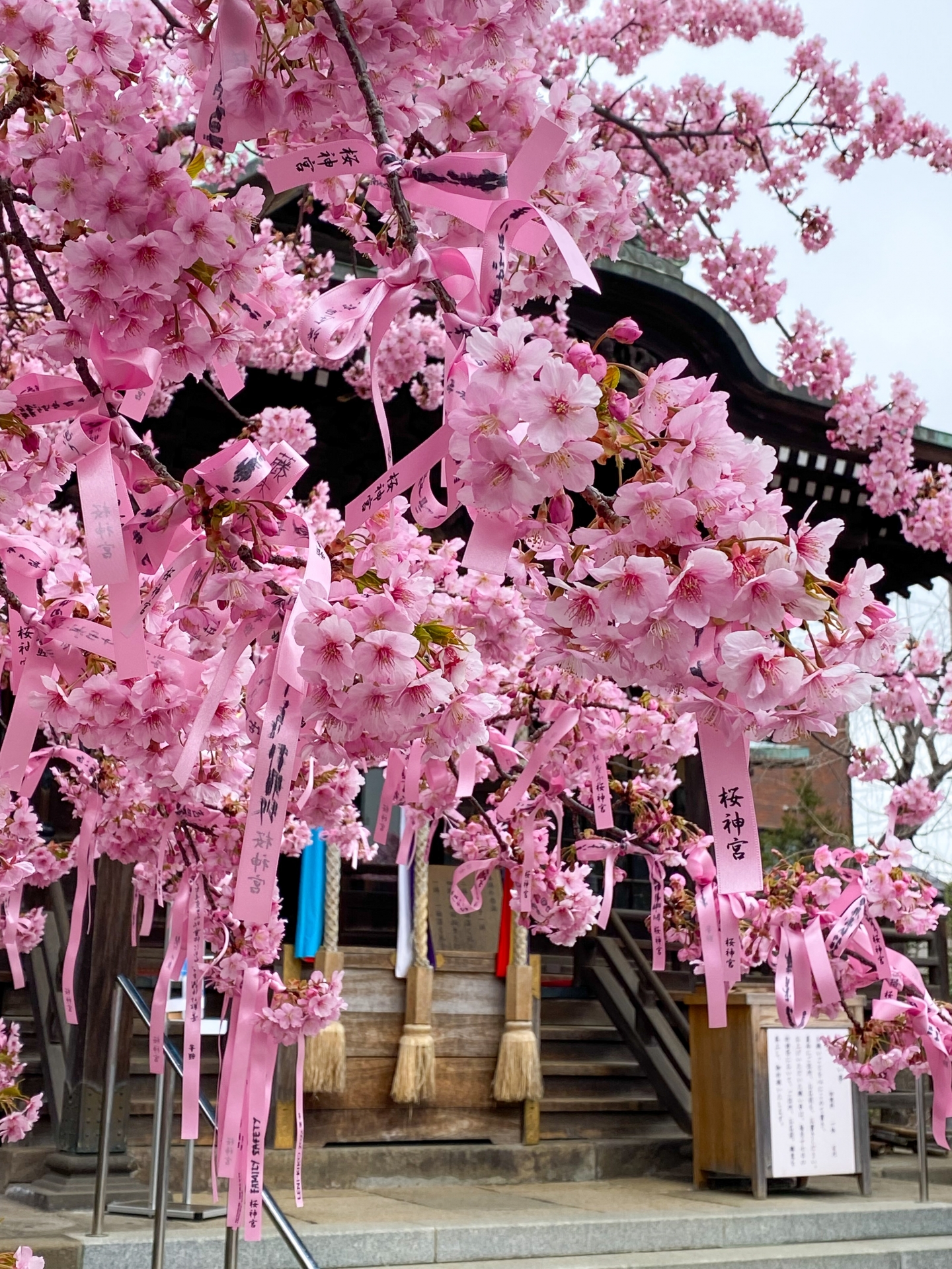Bunga Sakura Kawazu di Kuil Sakura Jingu - Japaholic Indonesia