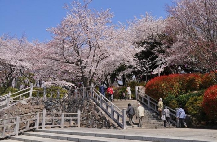 10 Tempat Melihat Bunga Sakura di Tokyo tahun 2024! - Japaholic Indonesia