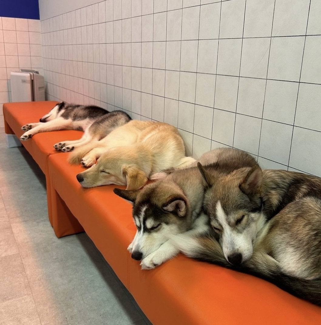 日本第一家哈士奇寵物咖啡廳，「HUSKY CAFE TOKYO」讓你盡情與哈士奇近距離接觸 | Japaholic